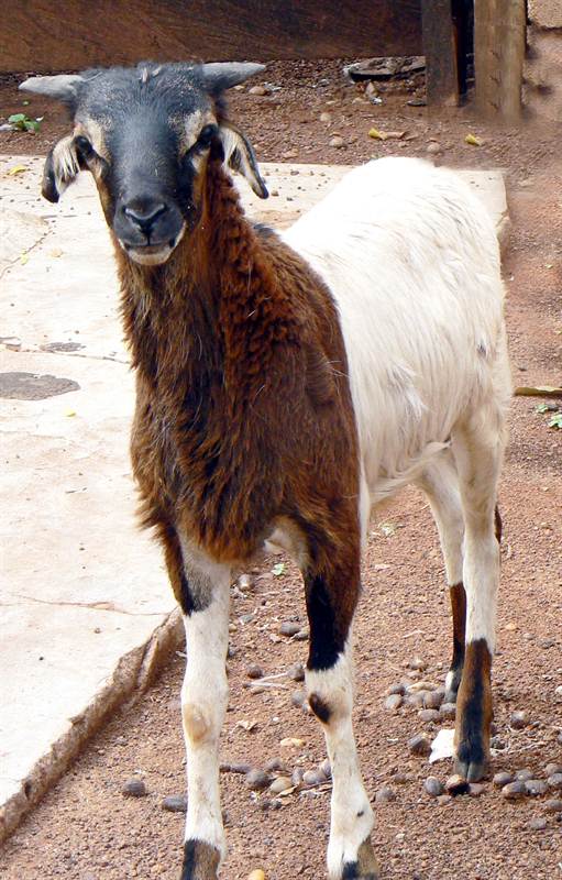 Dashain Ko Khasi 30 Kg - Send Gifts and Money to Nepal Online from www ...