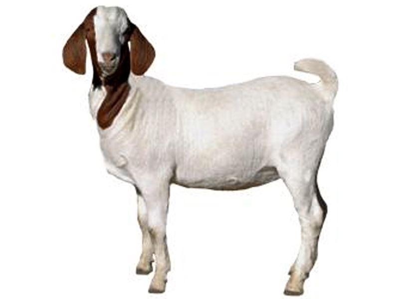 Dashain Khasi (25 kg) - Send Gifts for Bhai Tika (06 Kartik| 23 October ...