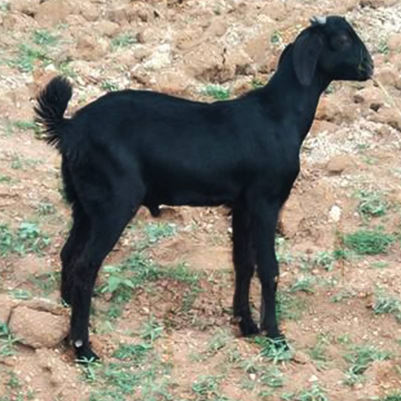 Boka (20 Kg) - Send Gifts and Money to Nepal Online from www.muncha.com