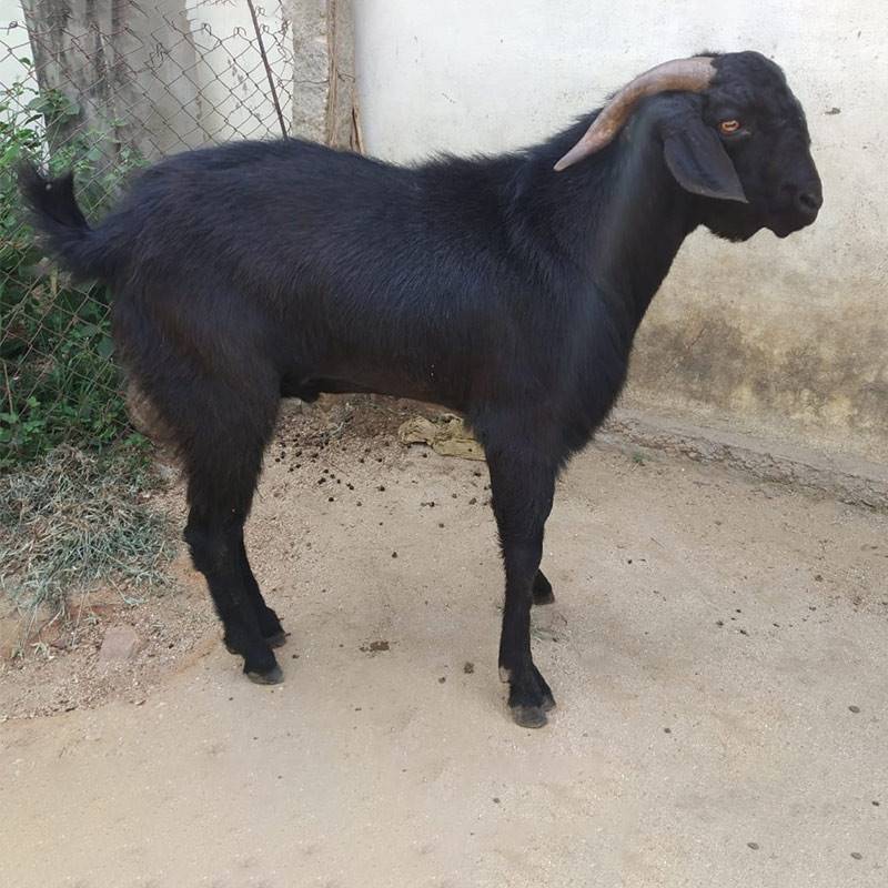 Boka (30 Kg) - Send Father's Day Gifts and Money to Nepal Online from ...