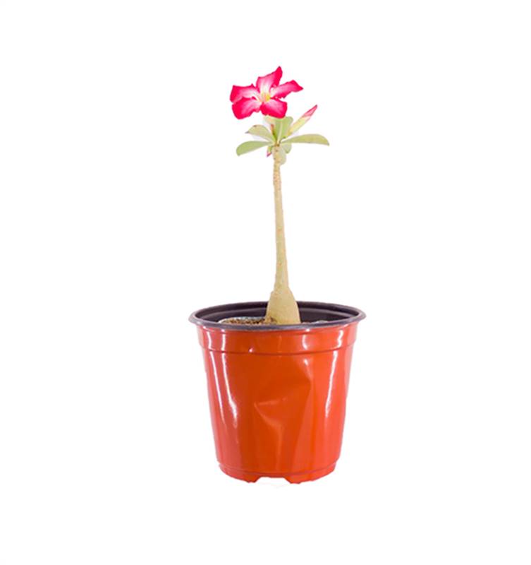 Adenium Plant - Send Gifts and Money to Nepal Online from www.muncha.com