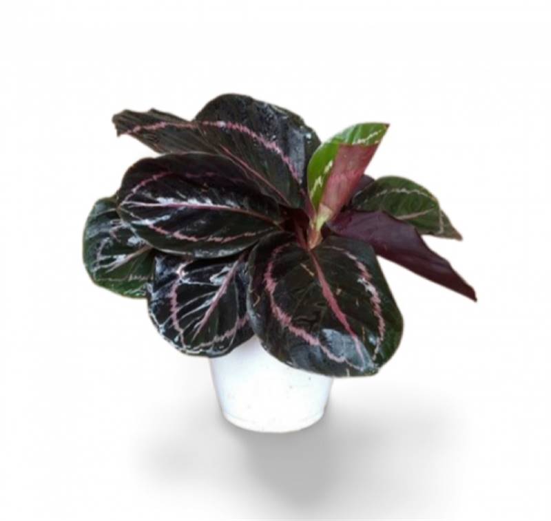 Cathalea Dotti Plant - Send Gifts and Money to Nepal Online from www ...