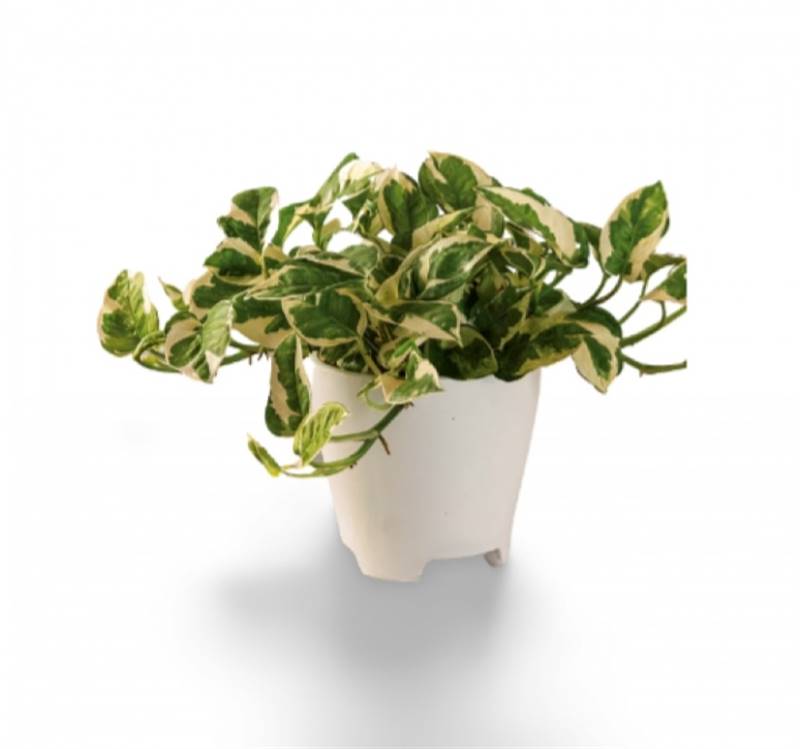 Marble Queen Plant - Send Gifts and Money to Nepal Online from www ...
