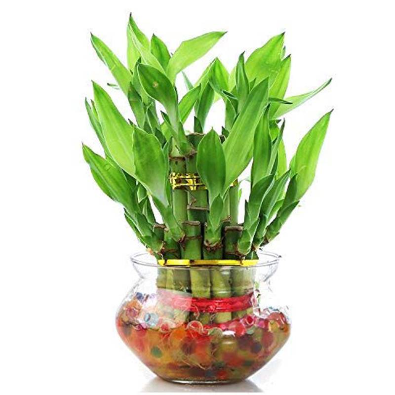 2 Layer Bamboo Plant - Send Father's Day Gifts and Money to Nepal ...