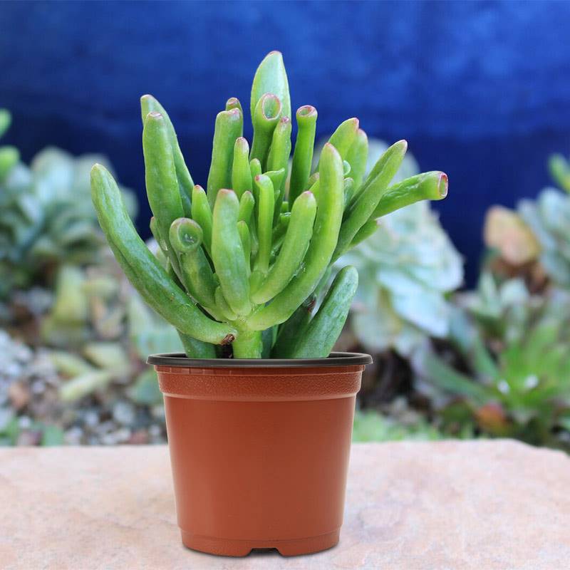 Crassula Succulent Plant (Monster, Elephant Leg) - Send Gifts for Bhai ...