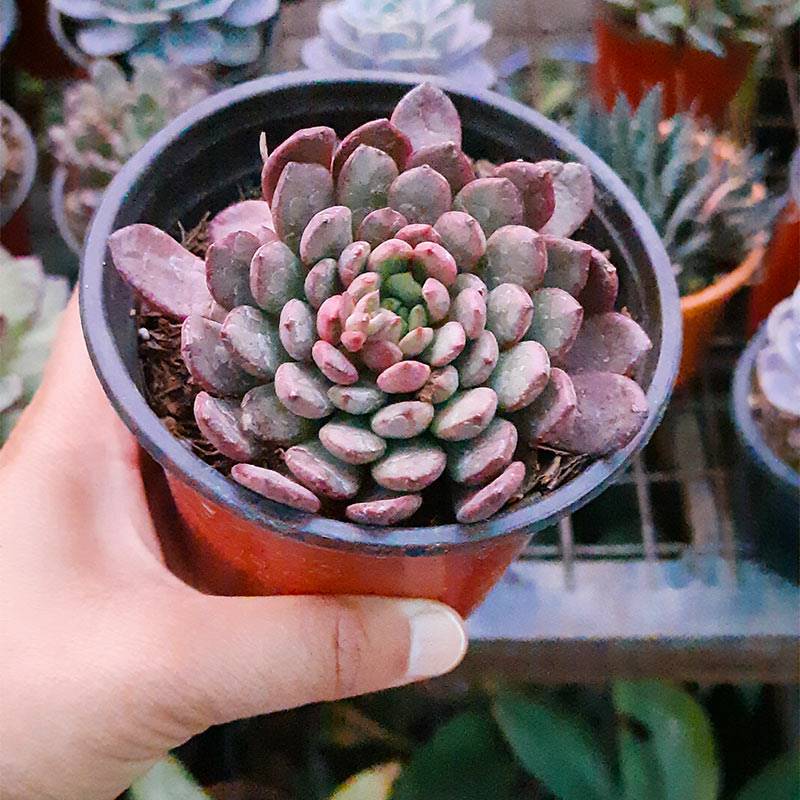 Sedeveria 'Pink Ruby' Plant - Send Gifts and Money to Nepal Online from ...