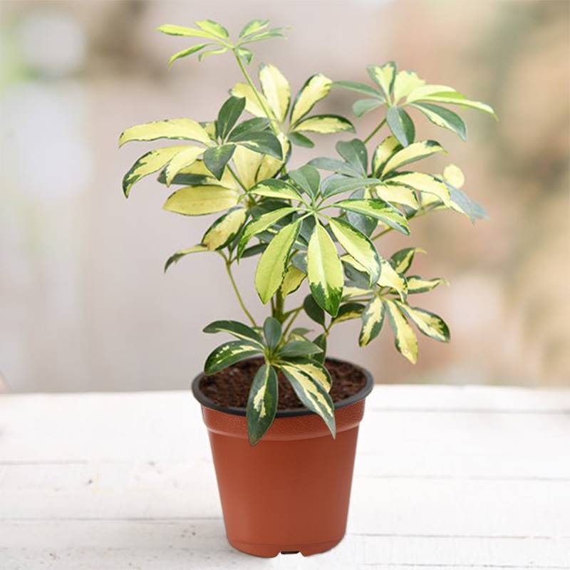 Schefflera Variegated (Umbrella) Plant - Send Father's Day Gifts and ...