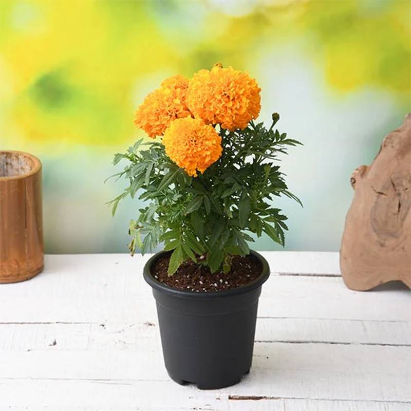 Sayapatri (Marigold) Plant - Send Gifts and Money to Nepal Online from ...