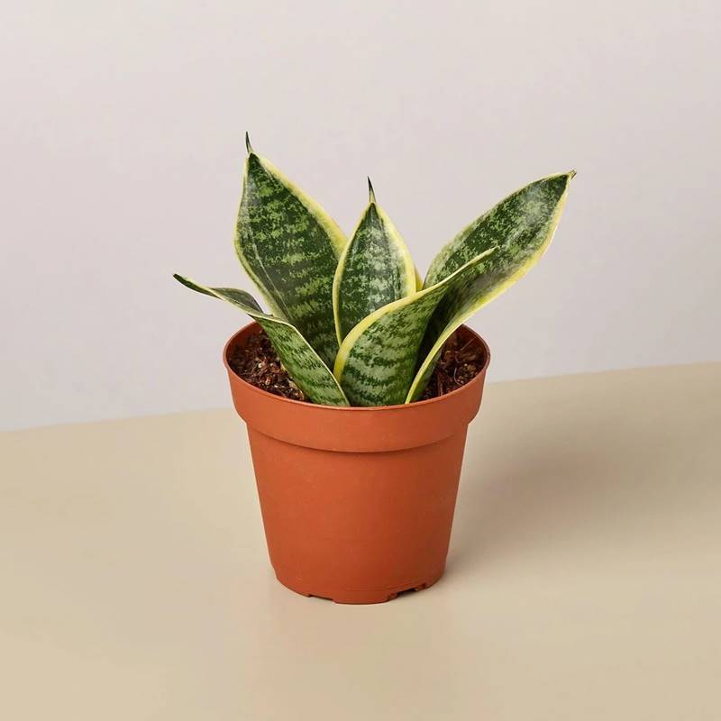 Dwarf Snake Plant - Send Gifts for Mother's Day (17 April | 04 Baisakh ...