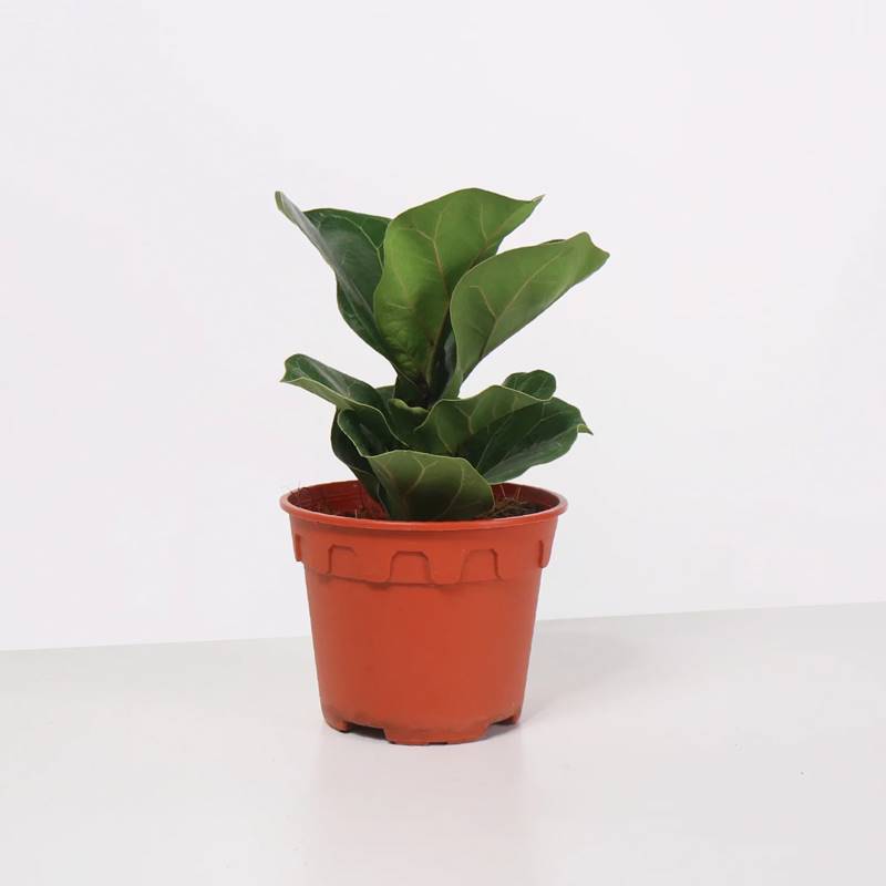 Fiddle Fig Plant - Send Gifts and Money to Nepal Online from www.muncha.com