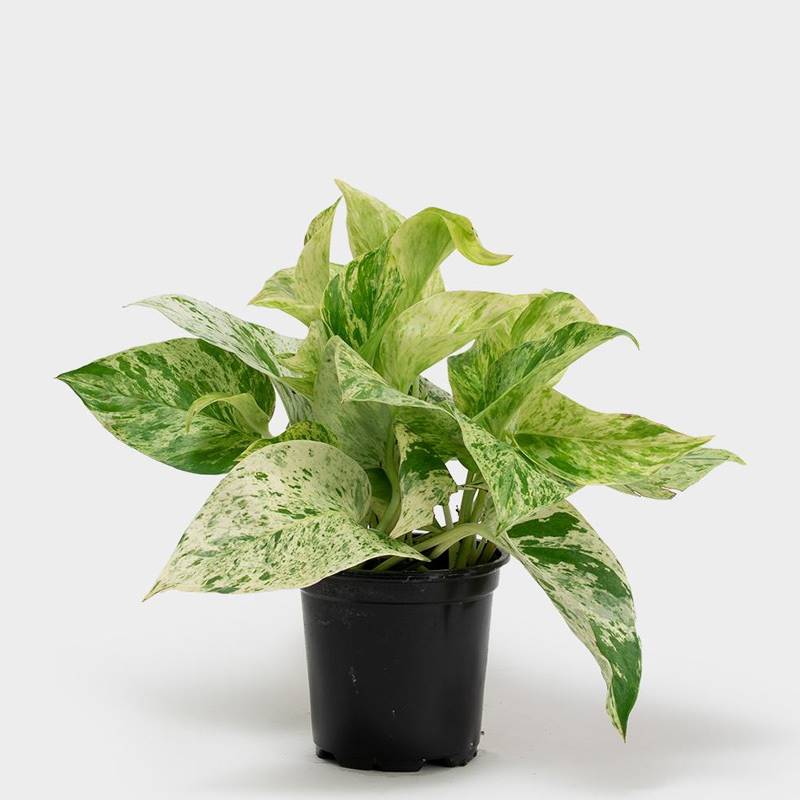 Marble Queen Pothos Plant - Send Gifts and Money to Nepal Online from ...